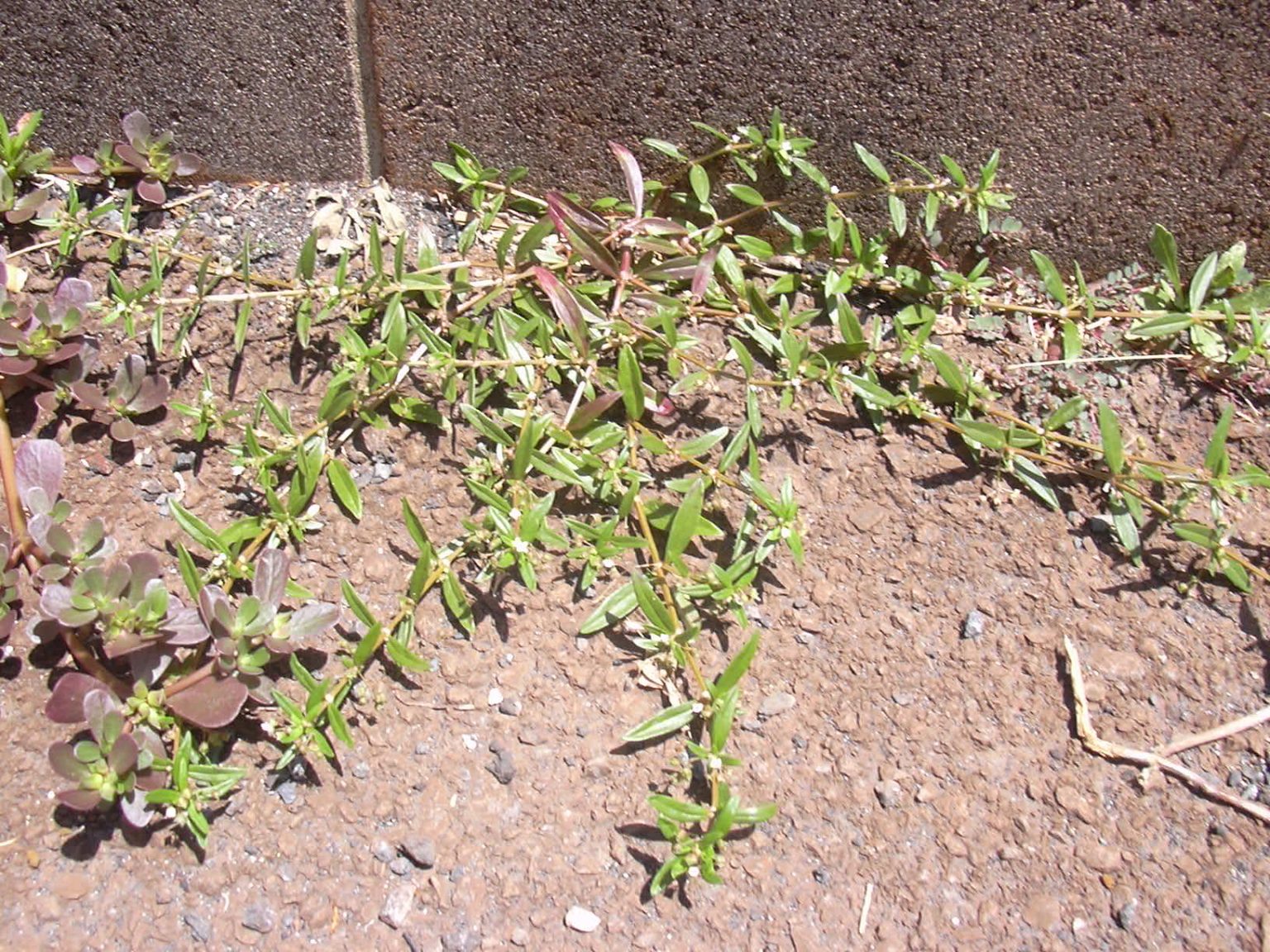 Rumput Mutiara yang Tumbuh di Rumah Bisa Sembuhkan Kanker?