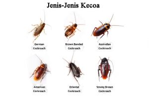 27 Cara Mengusir Kecoa & Mencegahnya Kembali ke Rumah