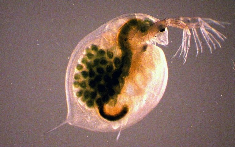 6 Cara Budidaya Kutu Air untuk Pakan Ikan. Menguntungkan!